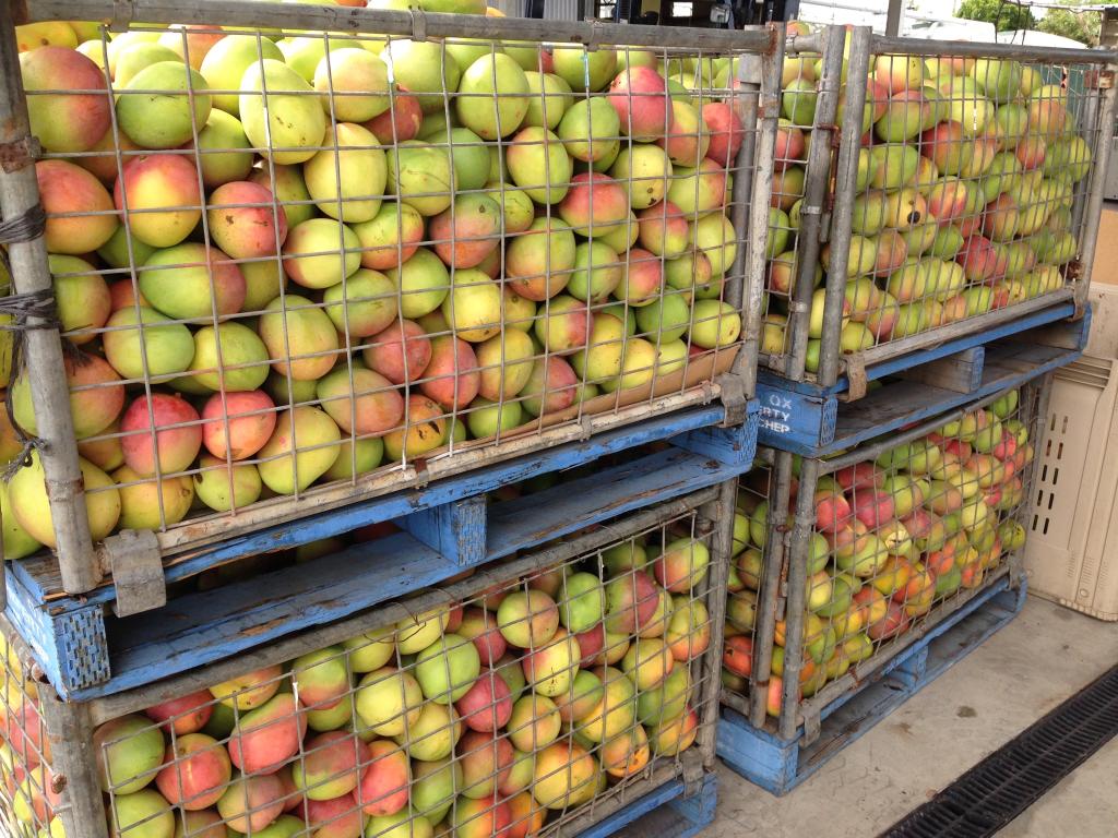 Consumers react angrily to mass mango dumping in far north Queensland ...