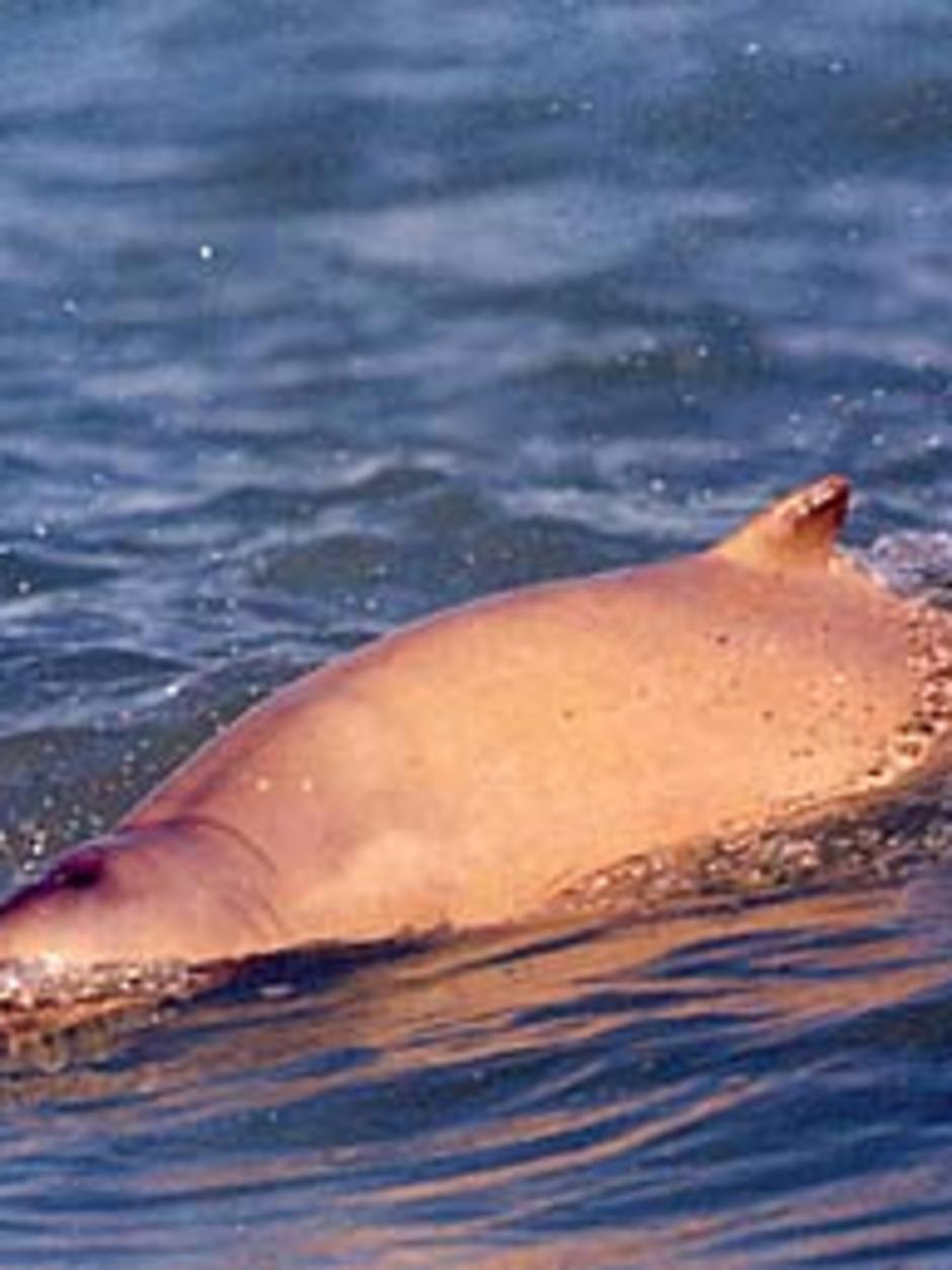 Expedition studies rare dolphins off Qld - ABC News