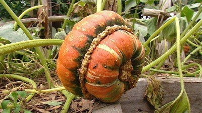 Harvesting Pumpkins - Gardening Australia
