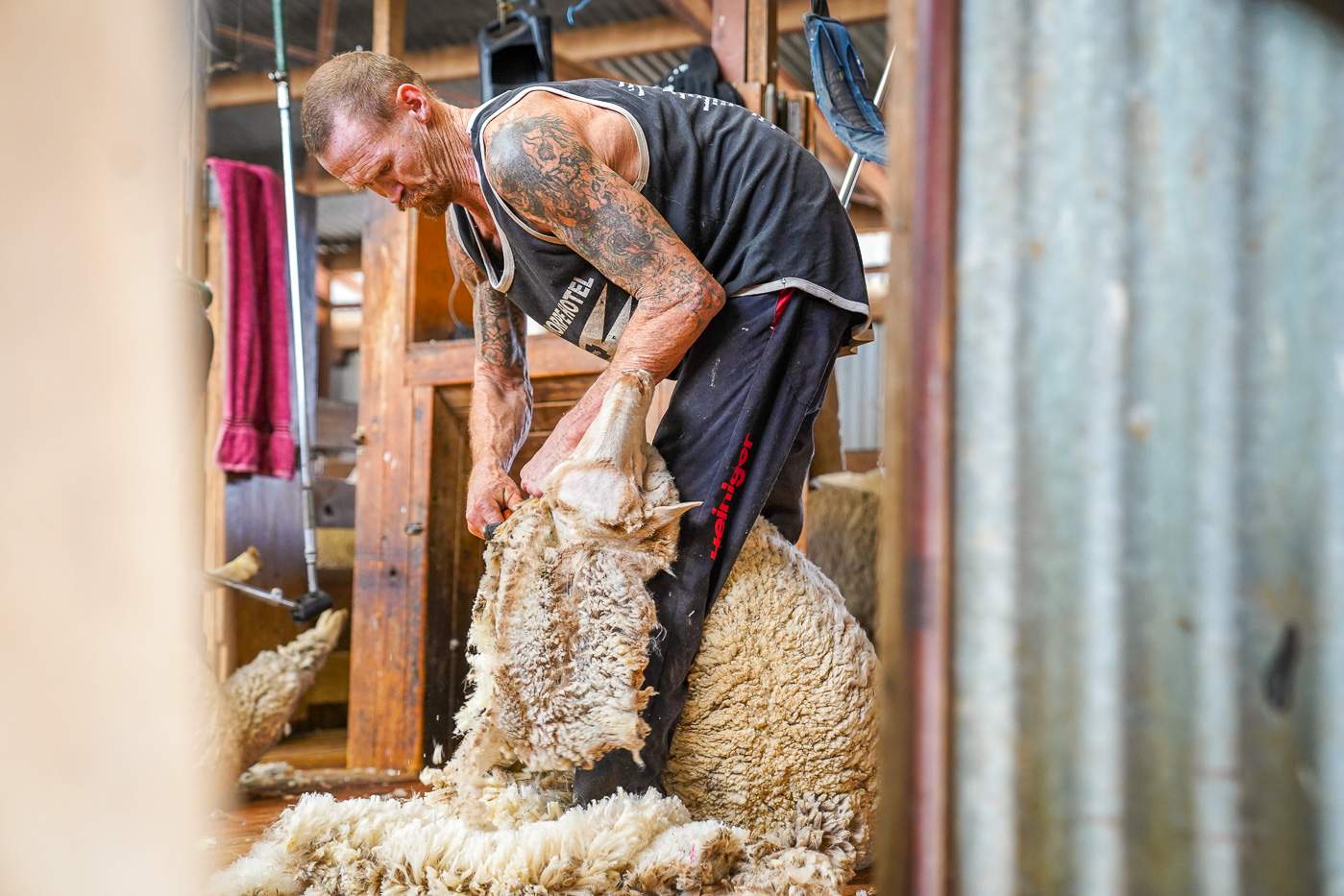 Still in the shearing game - ABC listen
