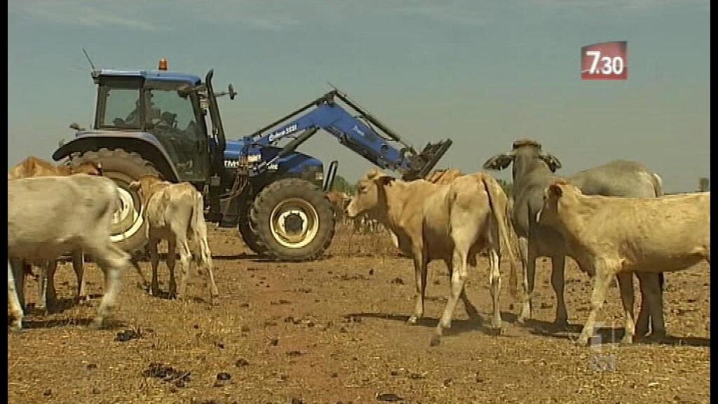 Live exports industry under the spotlight - ABC News