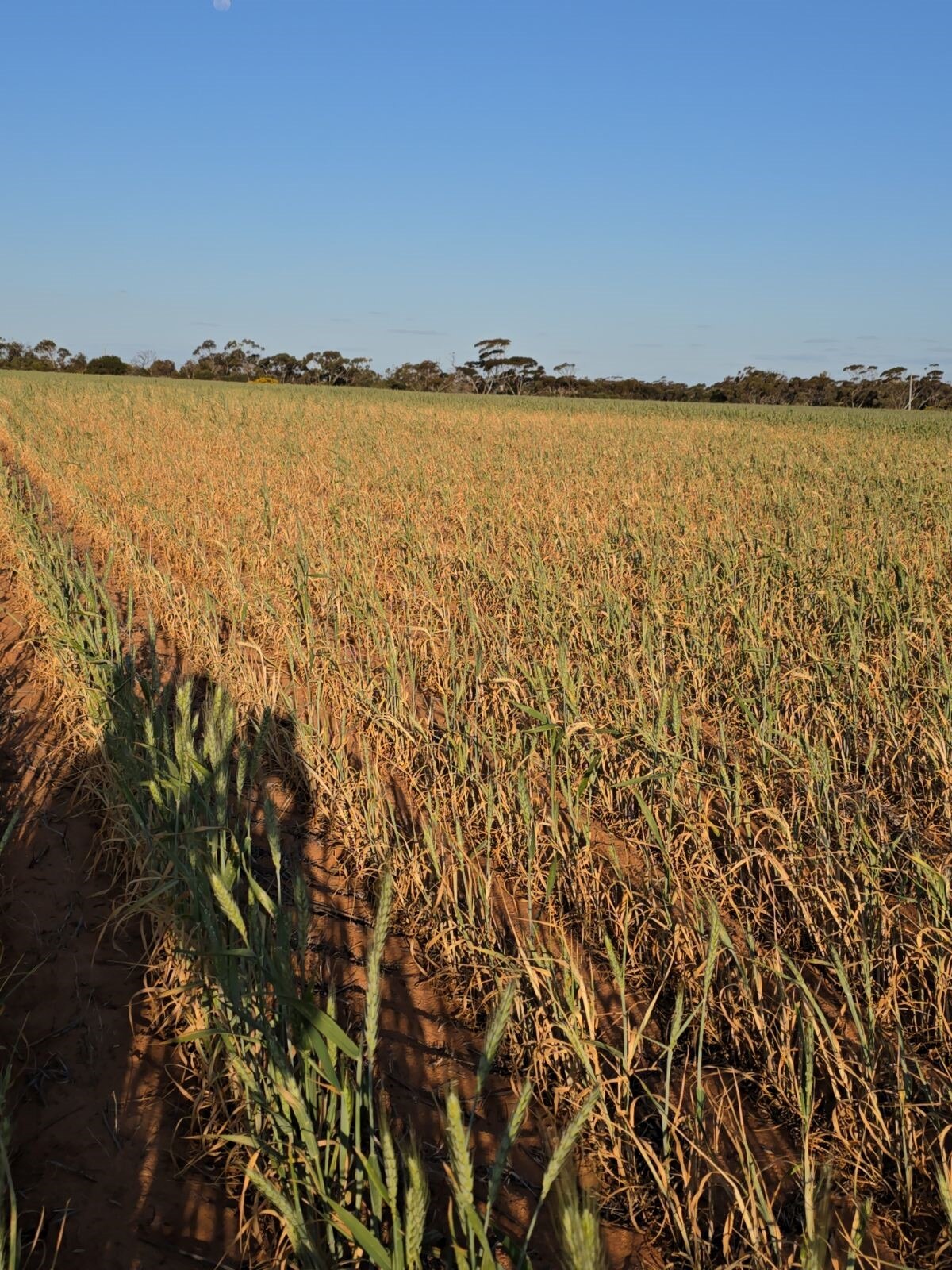 Victorian and South Australian farmers face tough decisions as crops ...