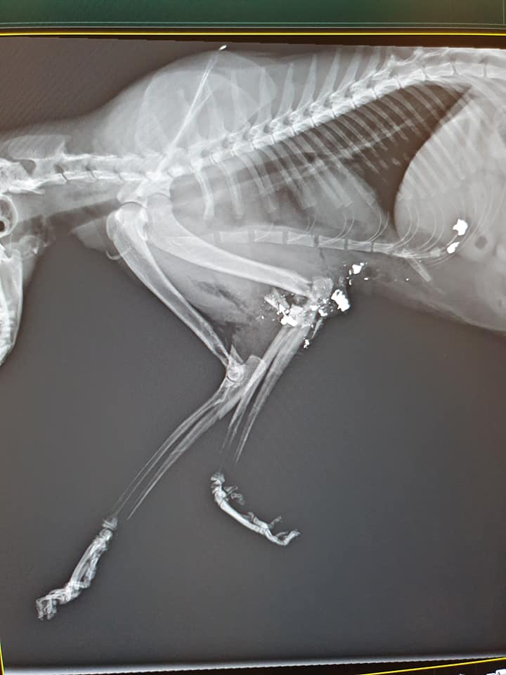 Police investigate after cat loses leg following suspected shooting in ...