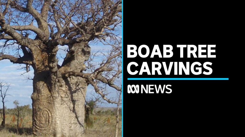 Race against time to preserve carvings on boab trees - ABC News