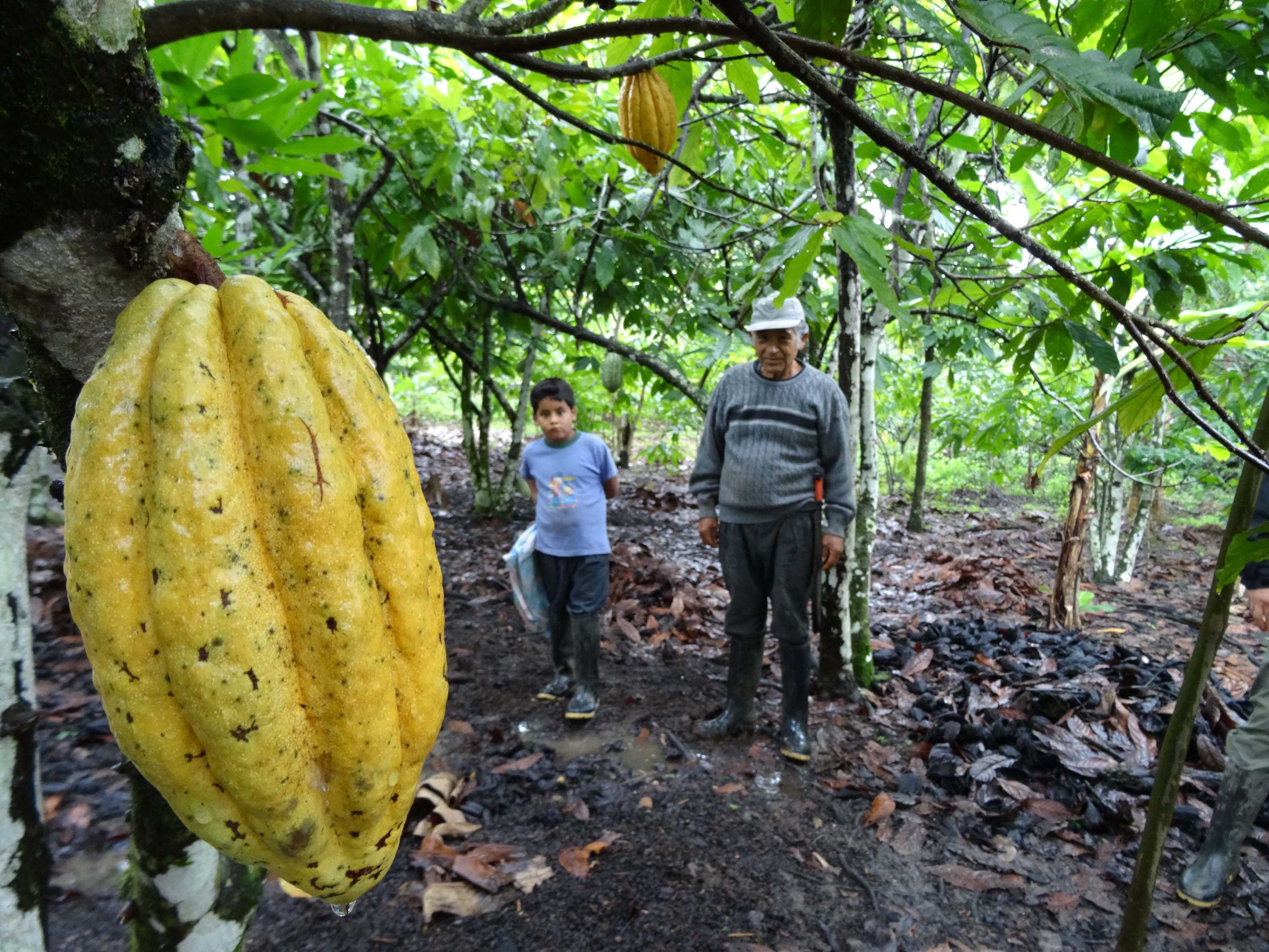 Farmers' fortunes ride on rarest Peruvian cocoa - ABC News