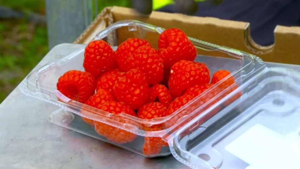Berry Boom: Boom time for berries in Tasmania - ABC News