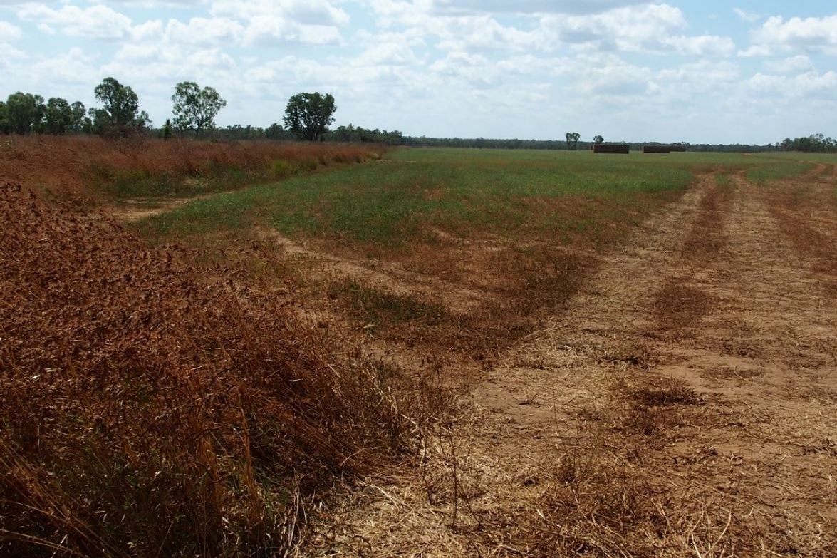 Top End farmer ordered to 'treat or clean' weed-contaminated hay bales ...