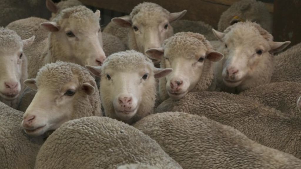 ABC Rural - ABC News