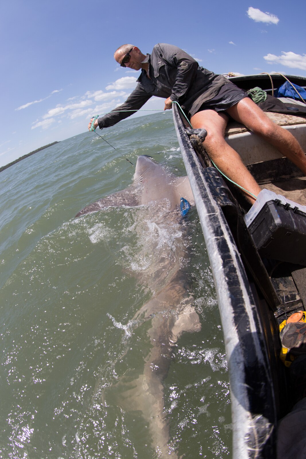 Researchers capture and tag rare adult speartooth sharks for first time ...