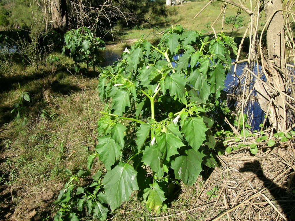 About 200 Australians have become ill from eating this invasive weed ...