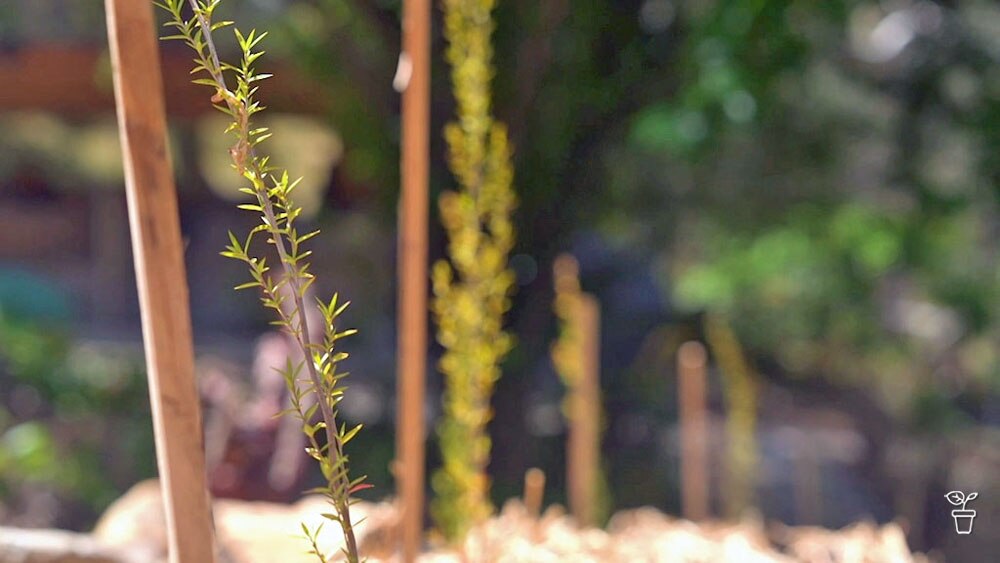 Plant to Protect - Gardening Australia