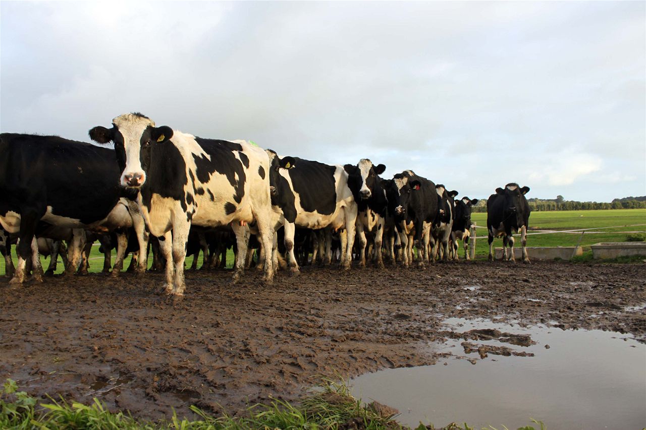 BJD vaccine being trialled in Victoria - ABC News