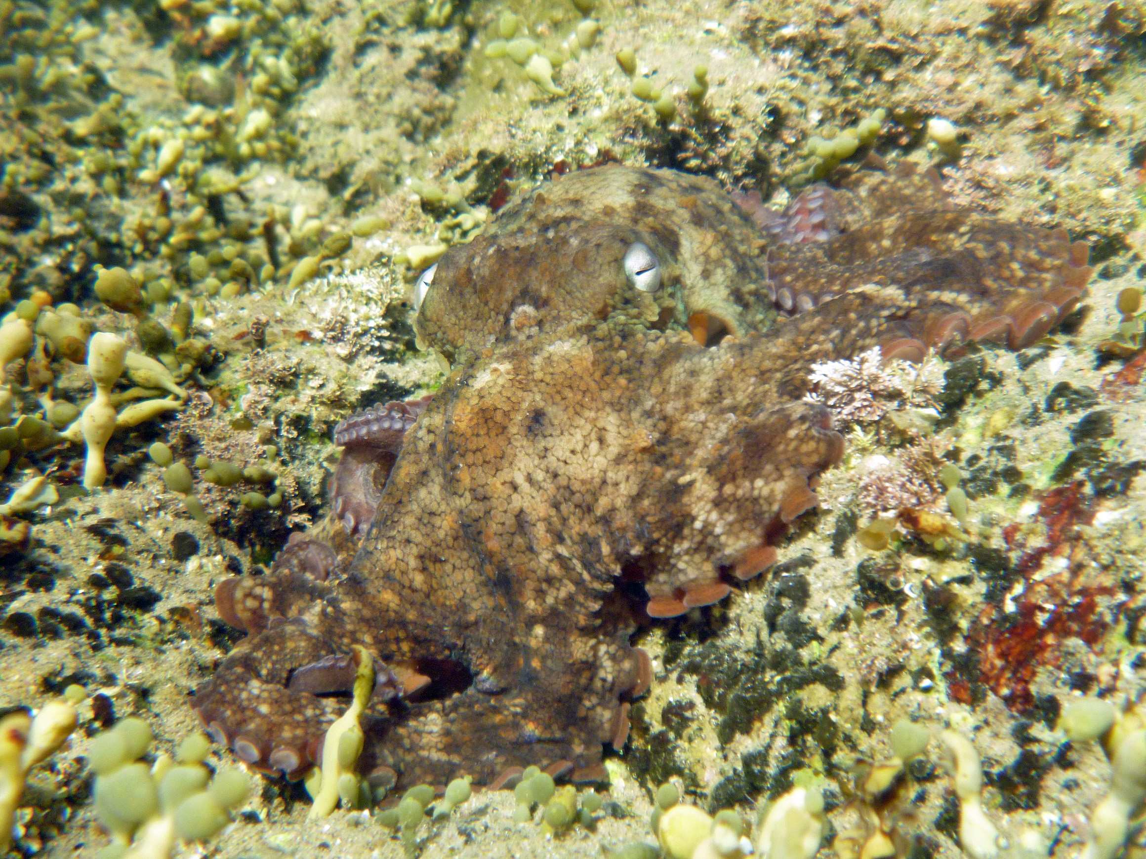 Gloomy octopuses 'happy, healthy' in warming Tasmanian waters, marine ...