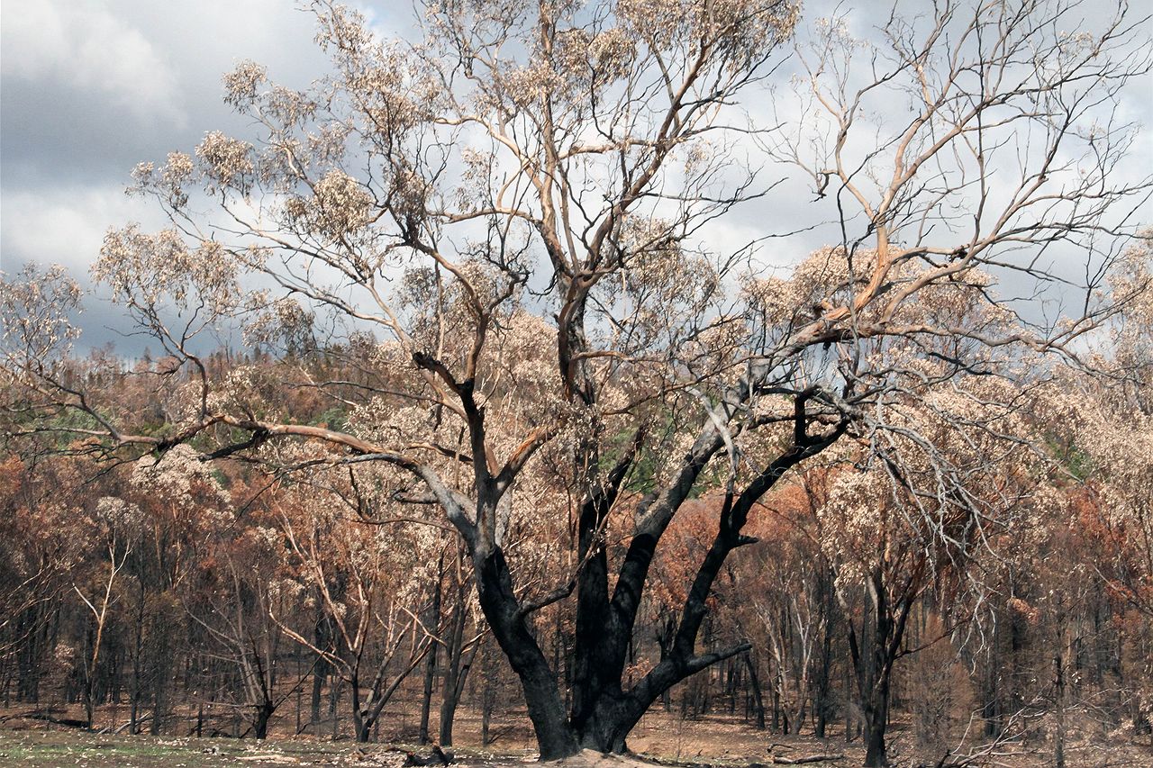 Coonabarabran fire - survival and recovery - ABC News