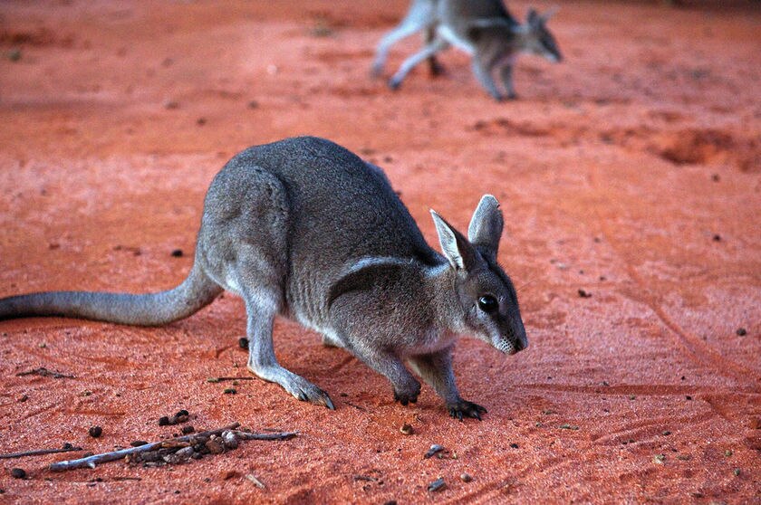 Endangered wallabies given new home - ABC News