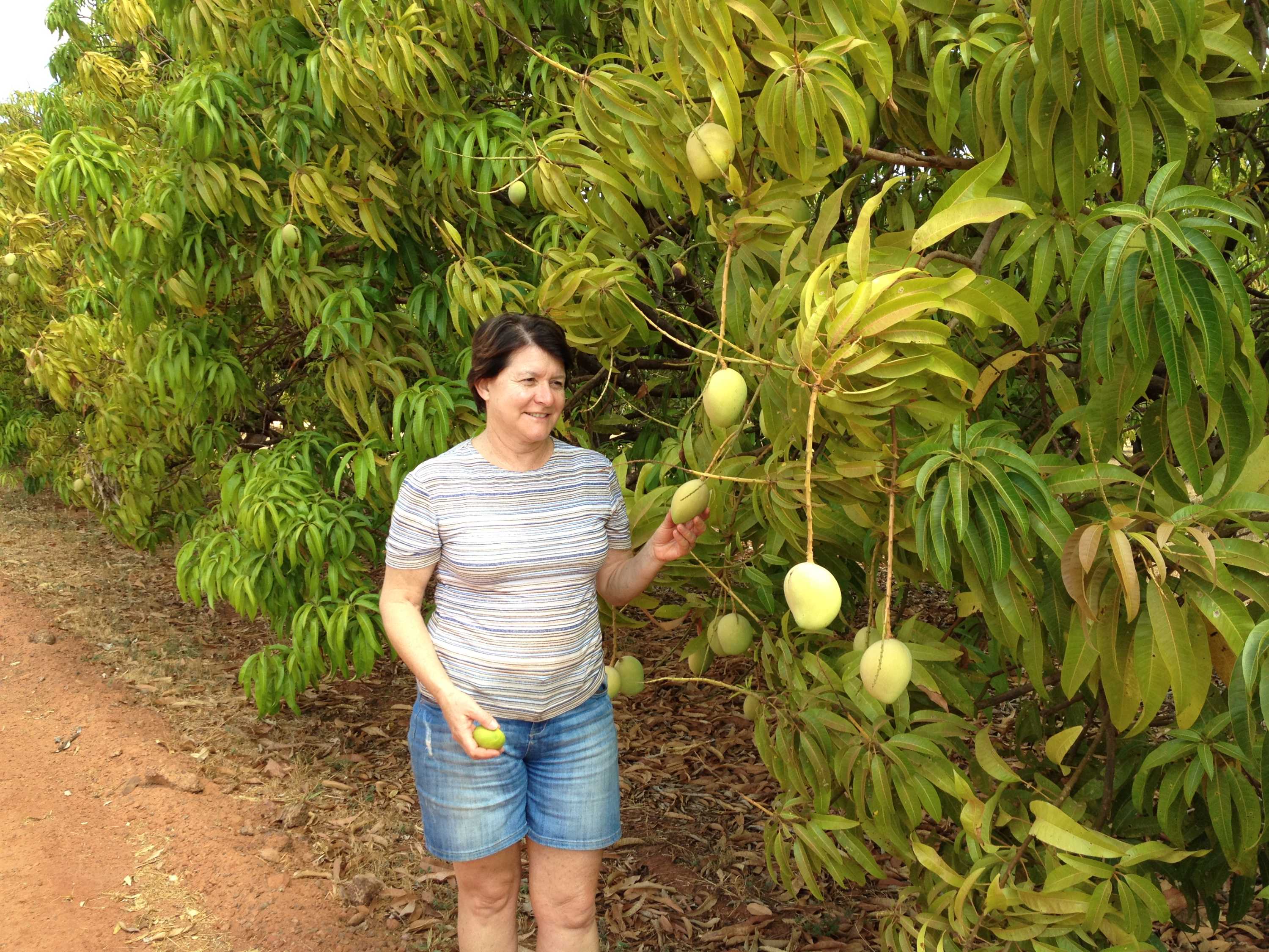Mass fruit drops plague Territory mango growers - ABC News