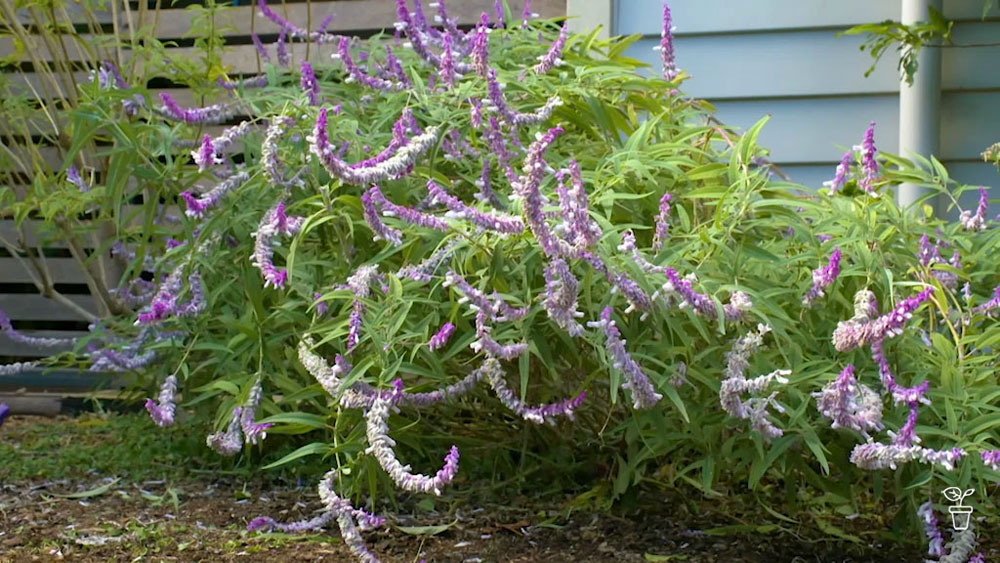 Pruning Perennial Salvia How To Prune Flowering Perennials SALIFE
