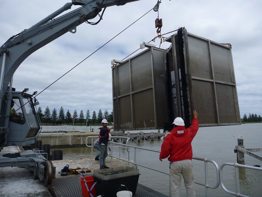 Native congolli fish thriving in Lower Lakes and Coorong after brush ...