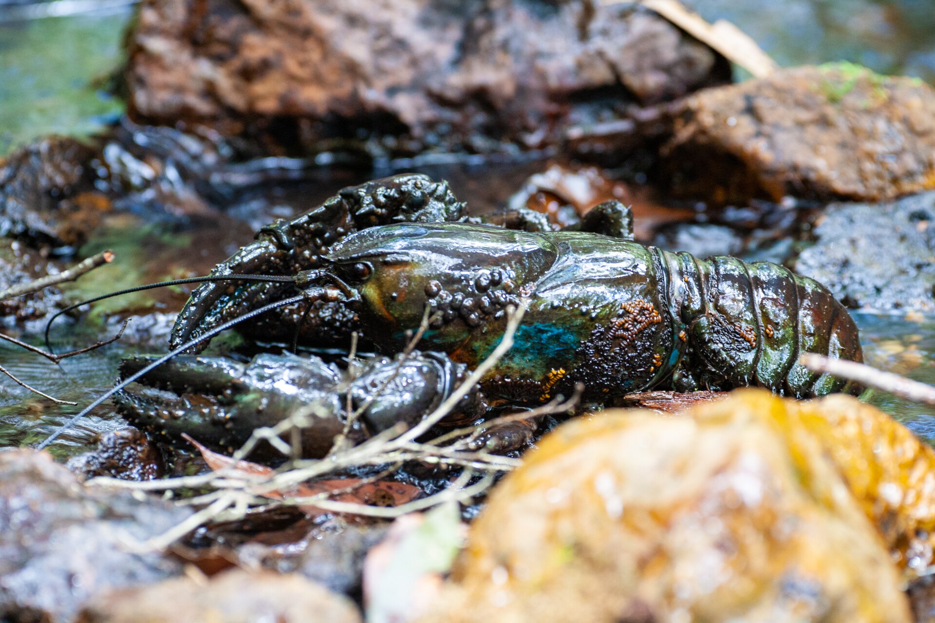 Tasmanian farmers step in to save giant freshwater crayfish - ABC News
