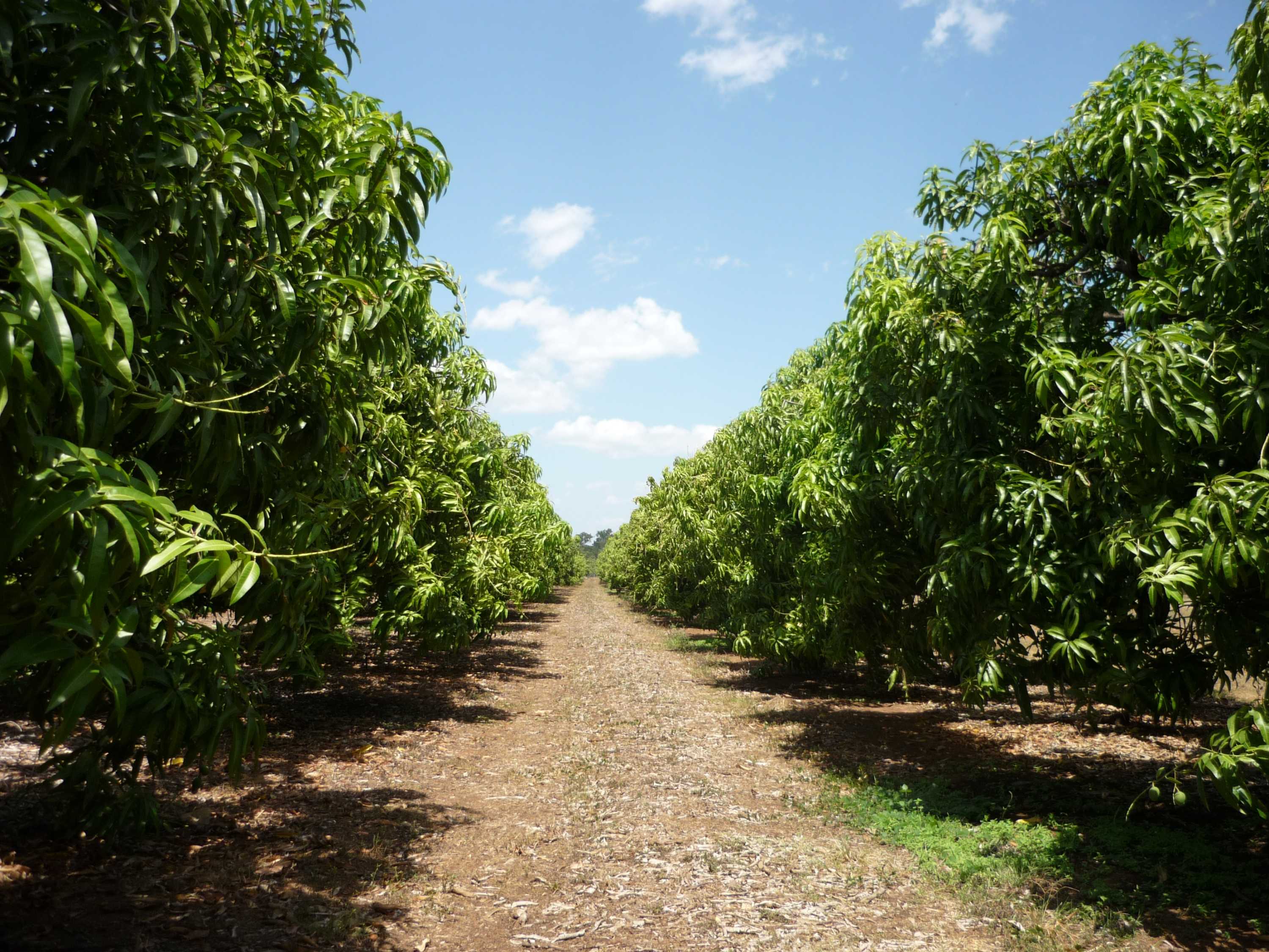 Major NT mango farm up for sale - ABC News