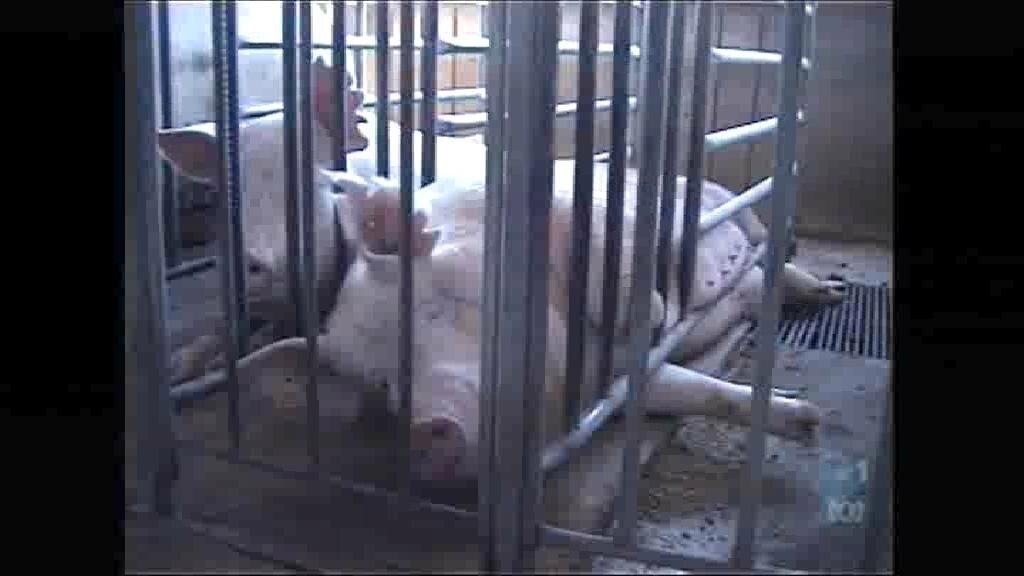 Push to ban pig stalls - ABC News