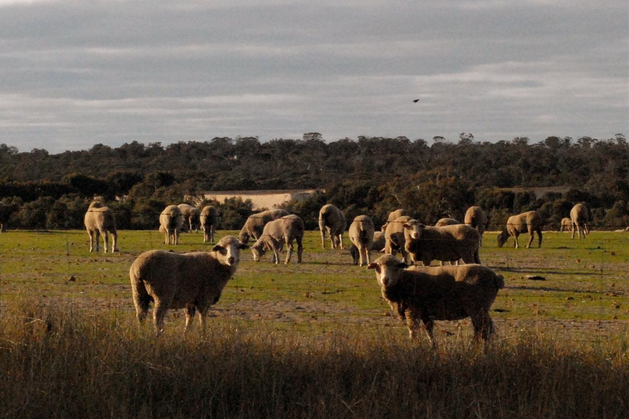 New Katanning saleyards on track to open in a year - ABC News