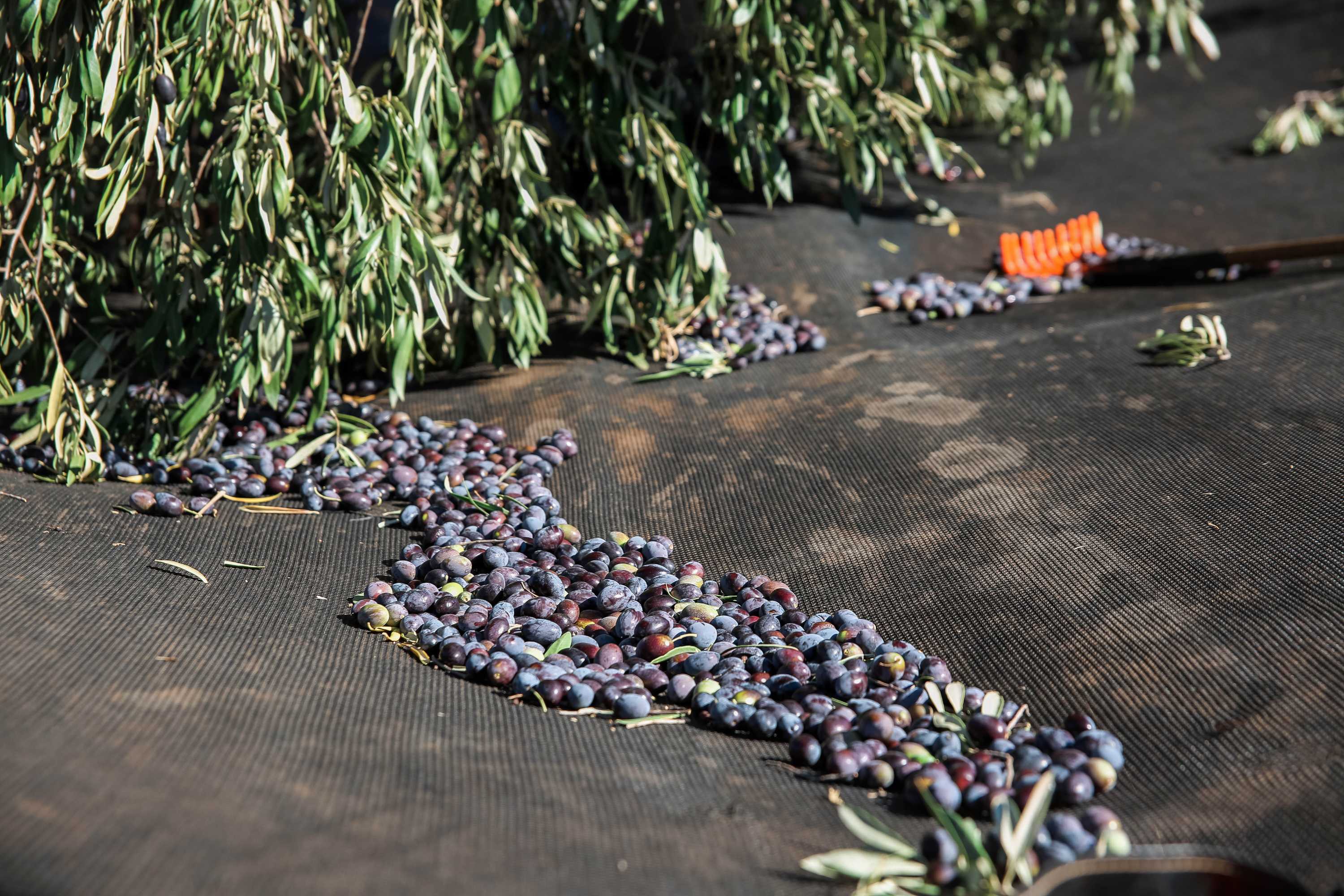 Outback Queensland's only olive grove sees sharp yield drop due to ...
