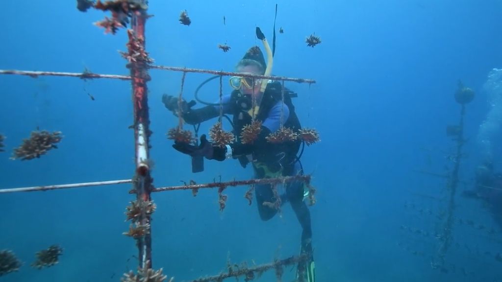 Coral being cleaned at one of Reef Restorations' coral nurseries. - ABC ...