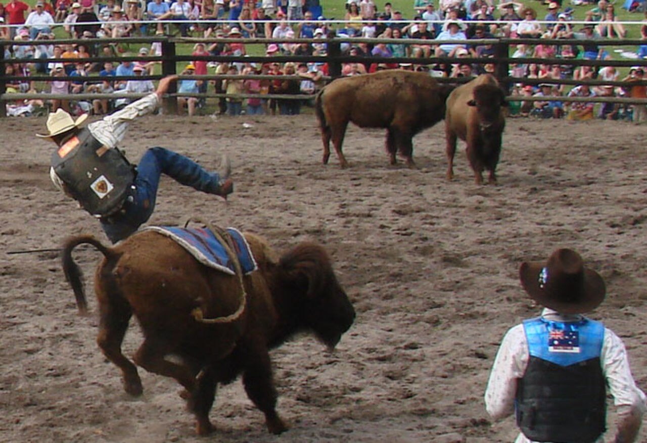 Rodeo celebrates 30 years with bison and bull - ABC News
