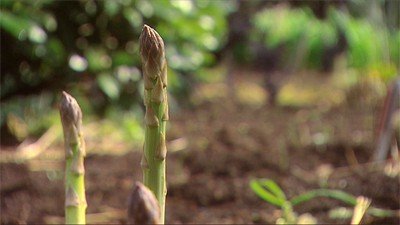 Conifer Propagation - Gardening Australia