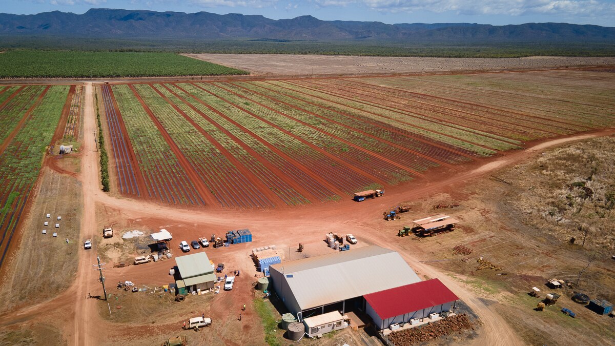 Queensland farmer taps a lucrative market in Japan for his niche melons ...