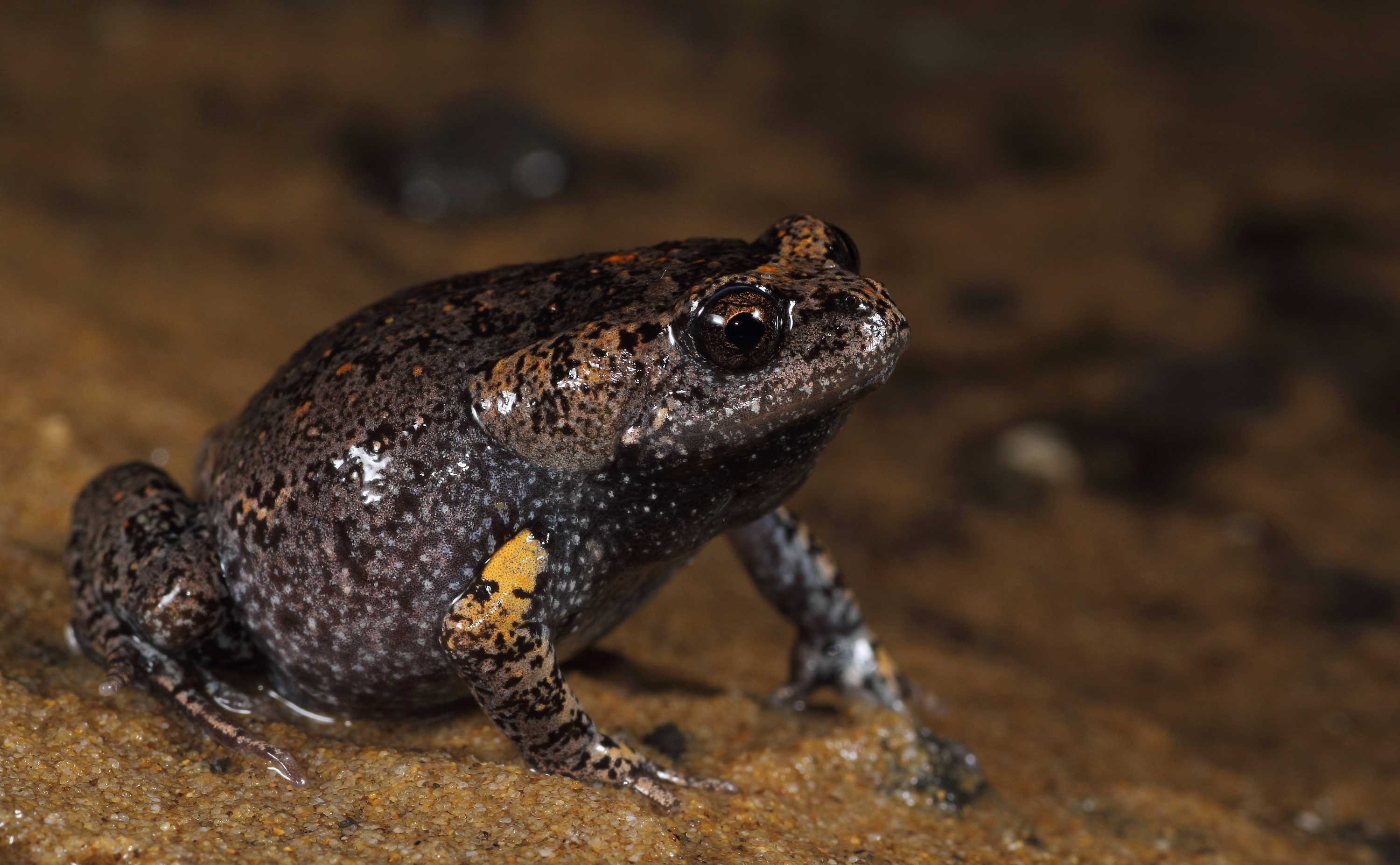 A chubby gungan and its toadlet friends - ABC listen