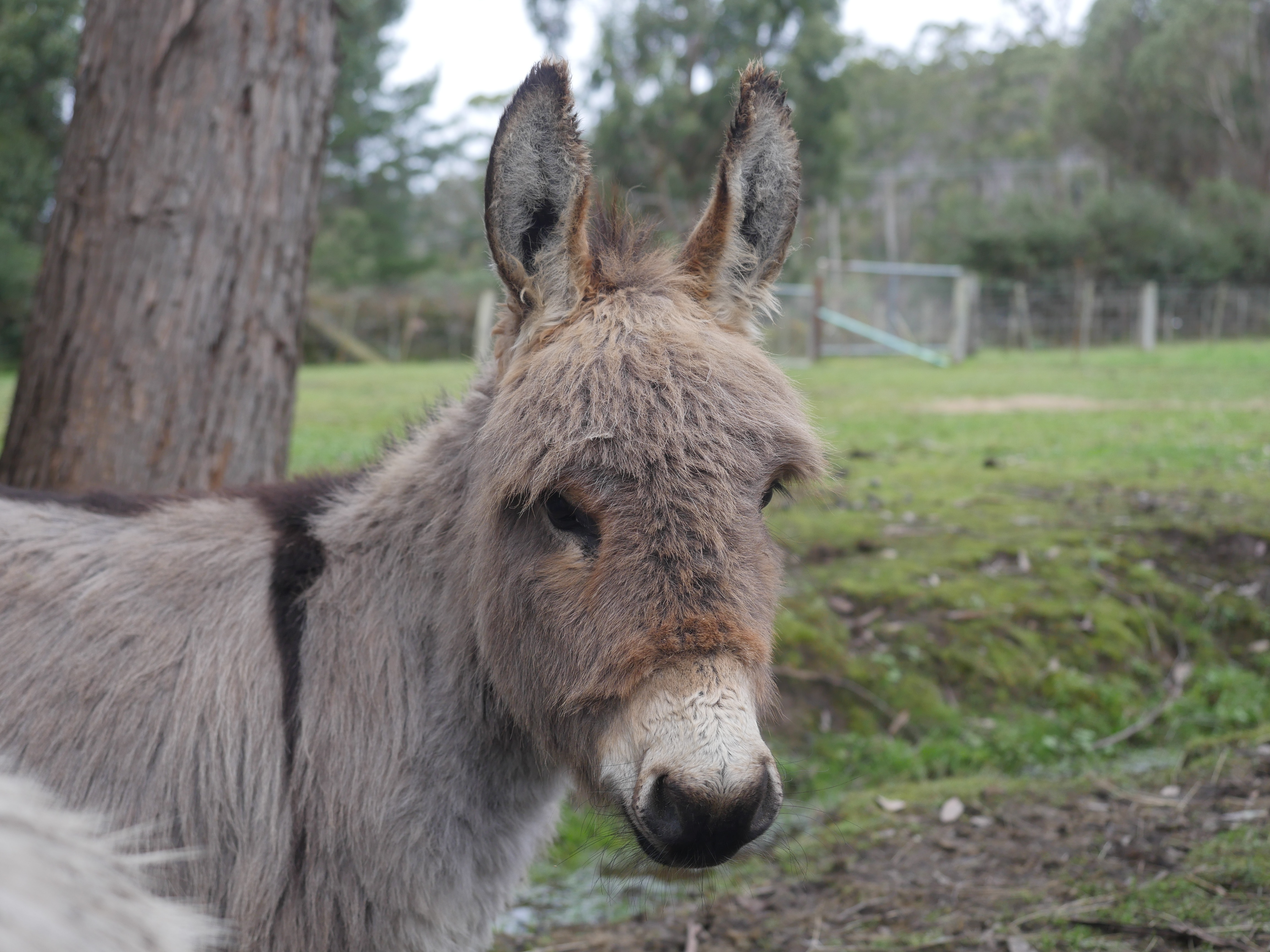 Thirty years of breeding pays off as miniature farm on Bruny Island ...
