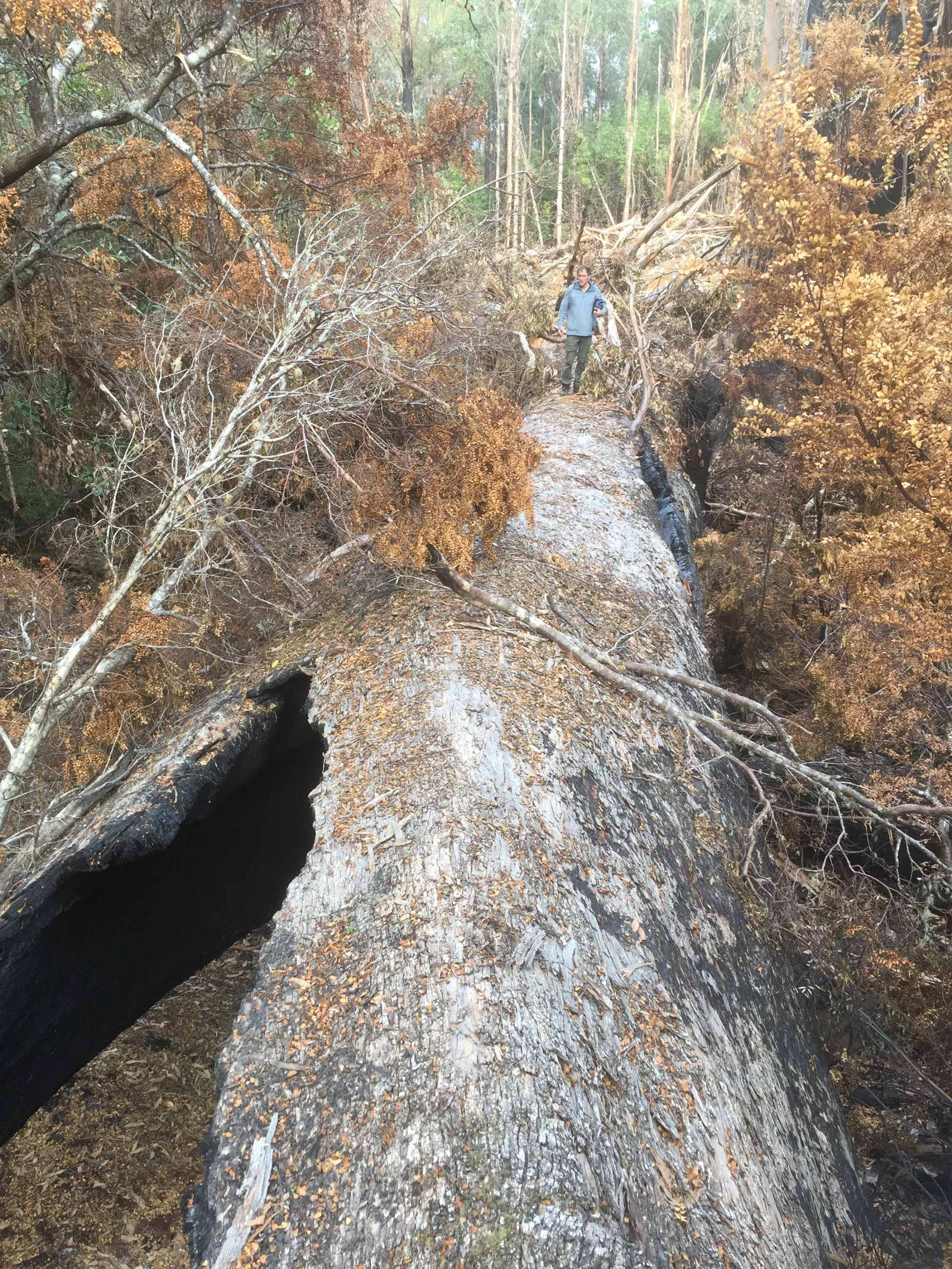 Fifteen of Australia's biggest trees destroyed by Tasmanian bushfires ...
