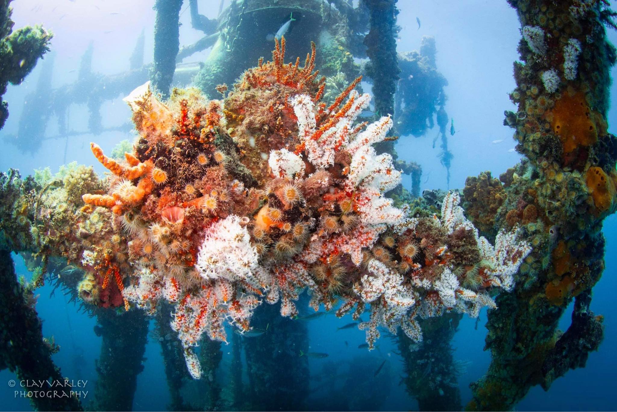 Renowned dive site HMAS Perth II marks 20 years since scuttling off ...