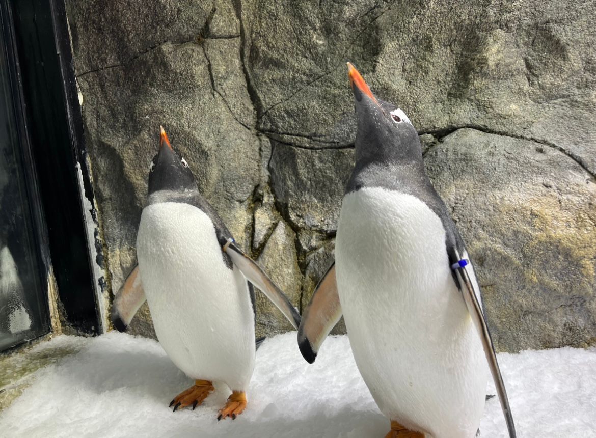Sphen the penguin, known for same-sex love story, dies at Sydney ...