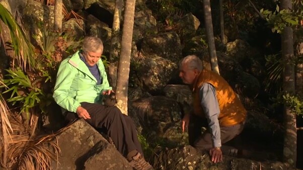 Gardening Australia recap: Chilly cauliflowers, choking chicks and ...