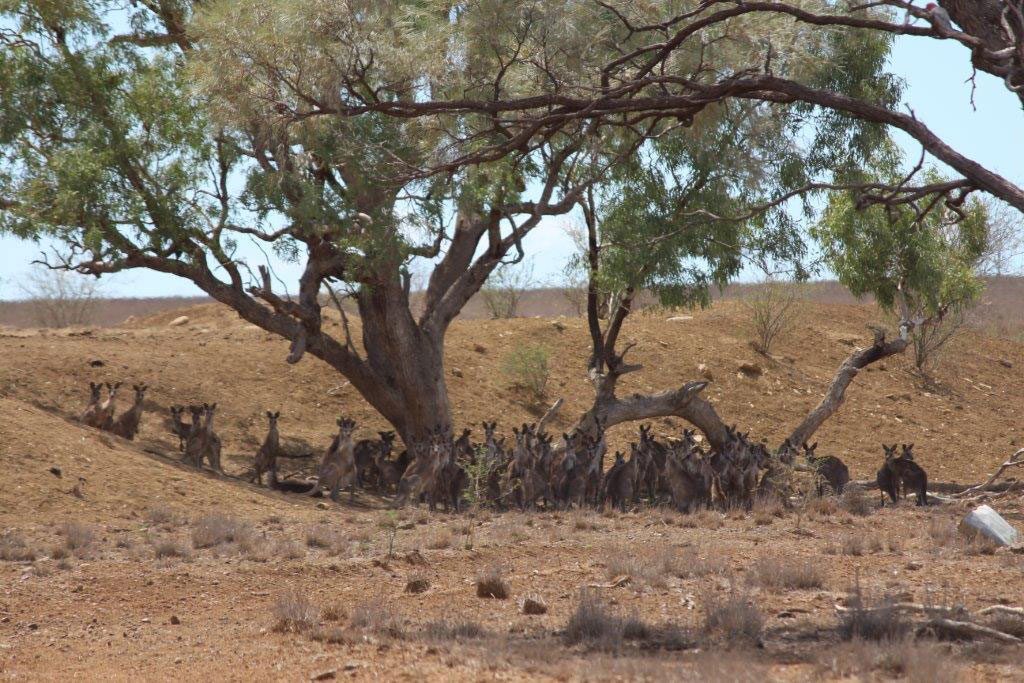 Kangaroo population explodes in western Queensland, damages grazing ...