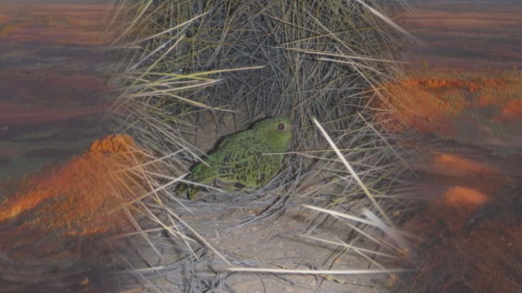 See the secret search to find the world's most elusive bird - ABC News