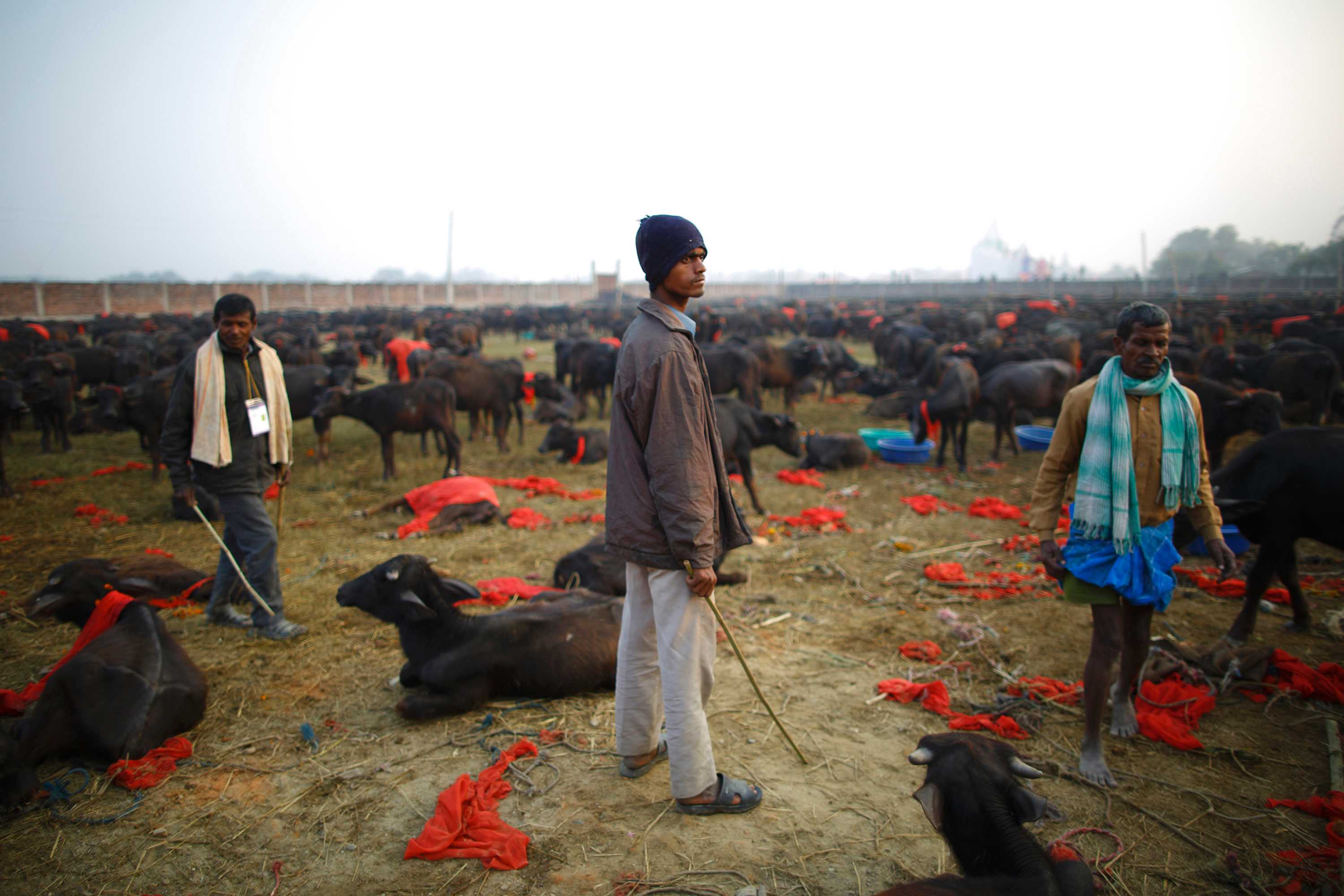 Sword-wielding butchers slaughter thousands of animals to honour Hindu ...
