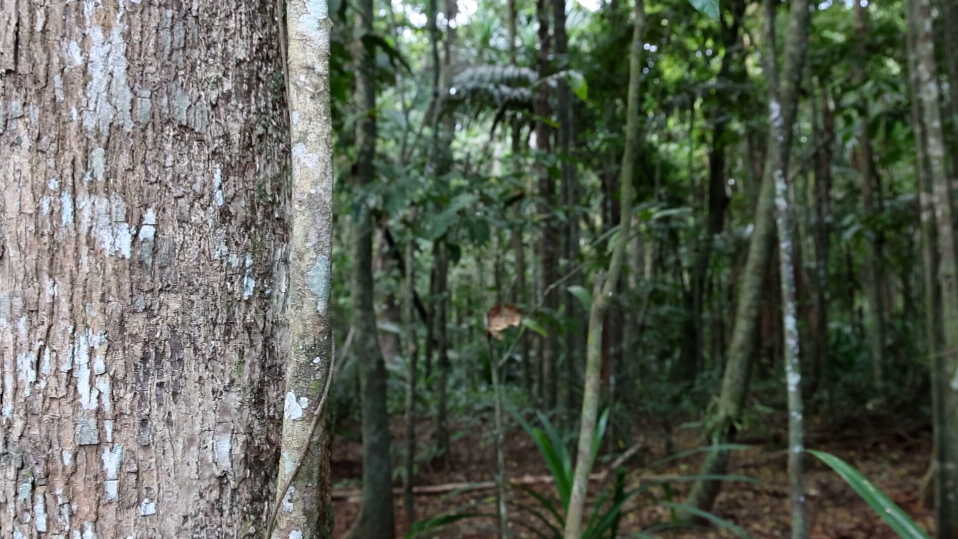 Forest ground - ABC News