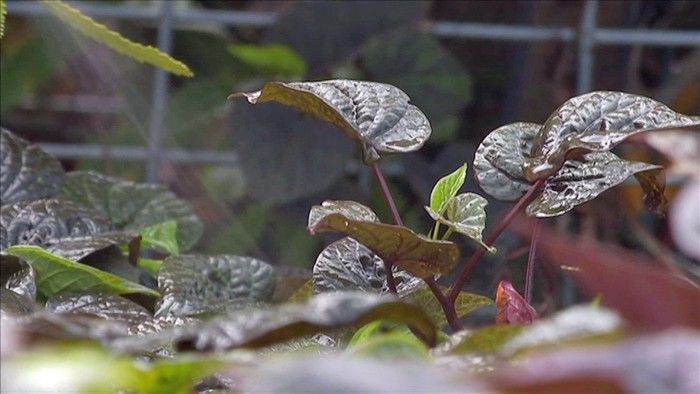 Foliar Feeding - Gardening Australia