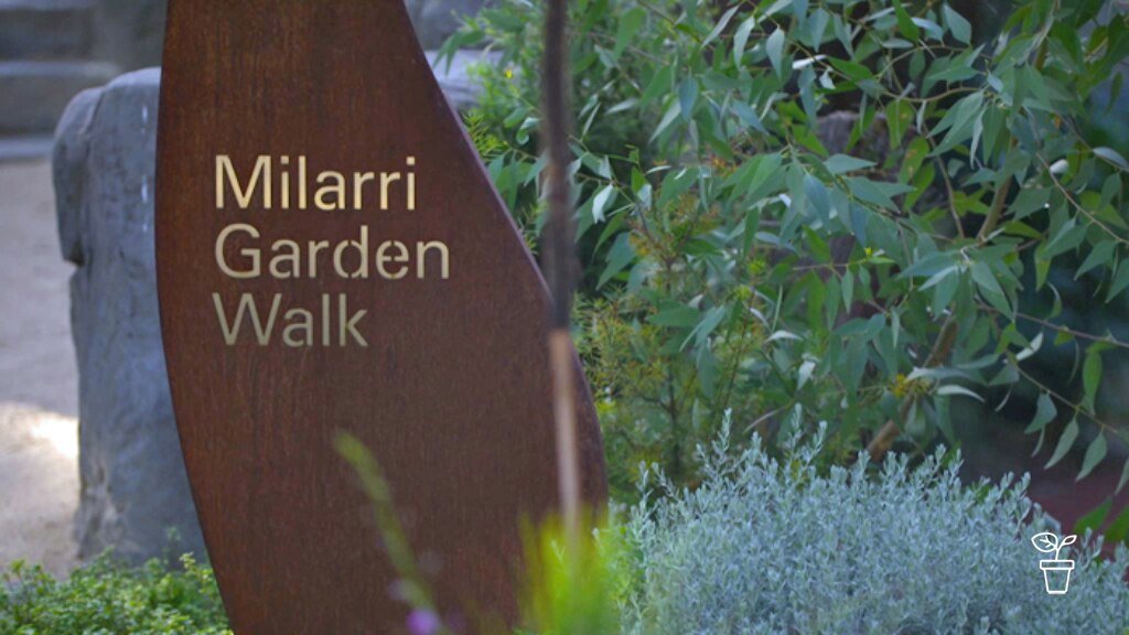 Milarri - Gardening Australia