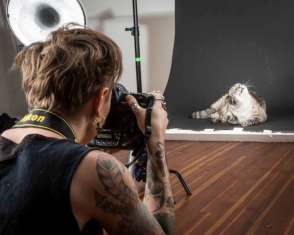Shake Cats: Portland photographer Carli Davidson captures felines ...