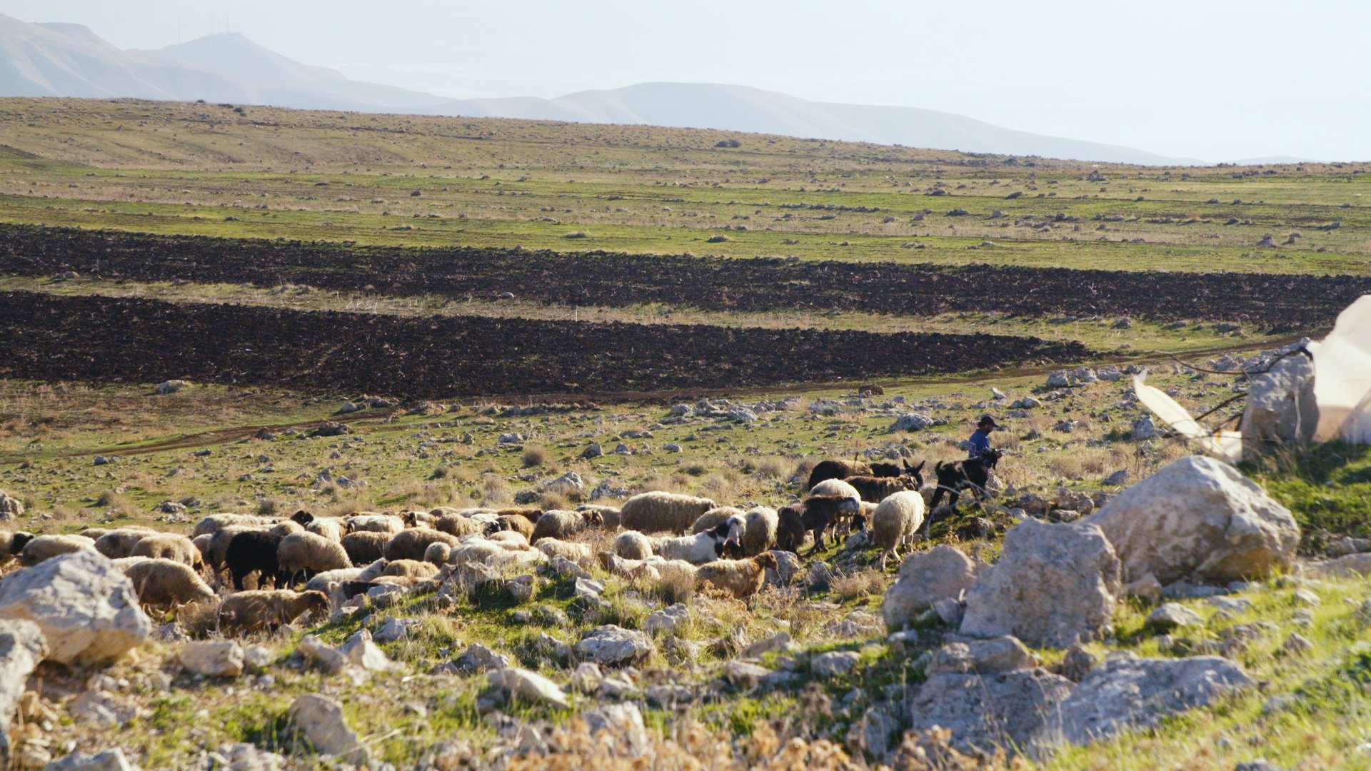 A farmer with his flock in the green hills of the Jordan valley - ABC News