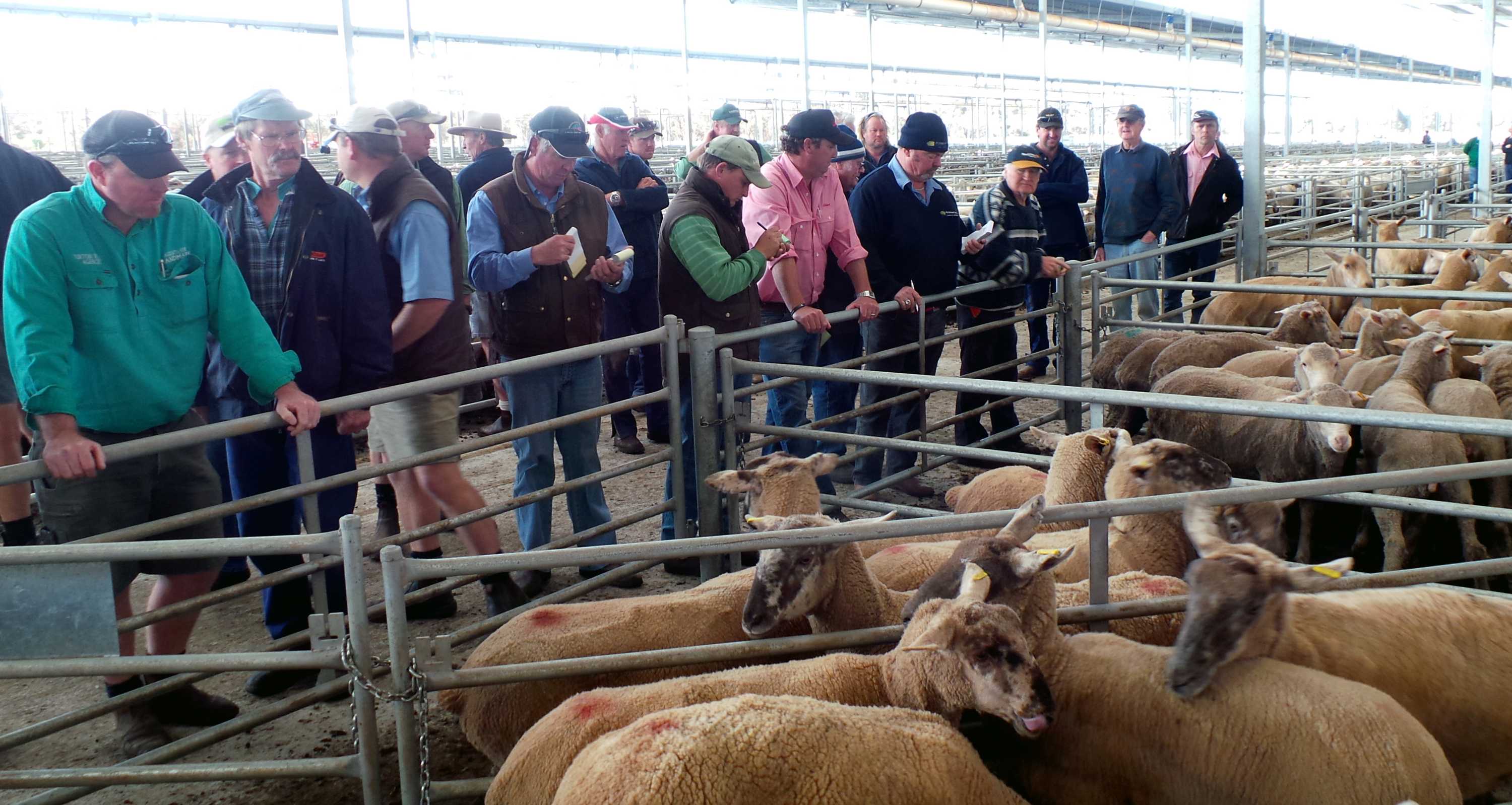 Western Australian farmers and stock buyers donate lambs to Foodbank ...