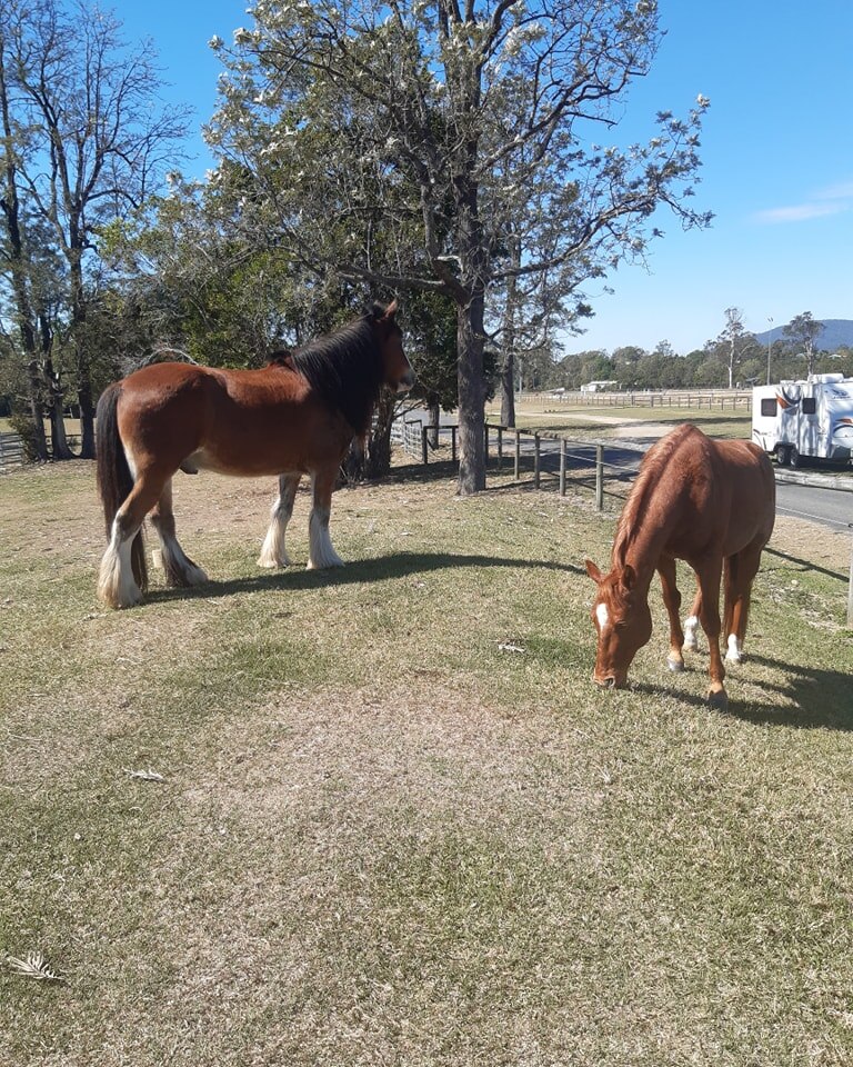 Shock closure of horse-riding school for people with disabilities ...