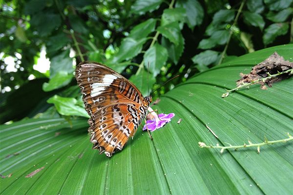 Butterflies can't stand the Top End rain - ABC News