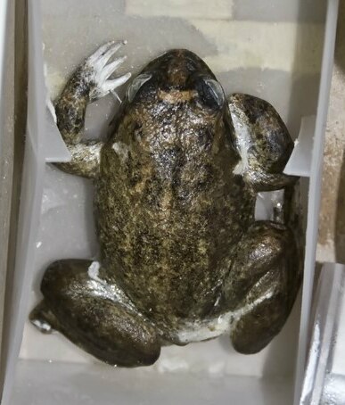 Extinct frog brought back to life - ABC listen