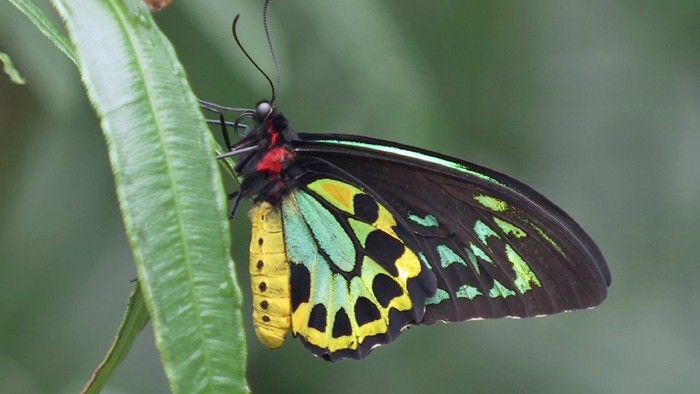 Bountiful Butterflies - Gardening Australia
